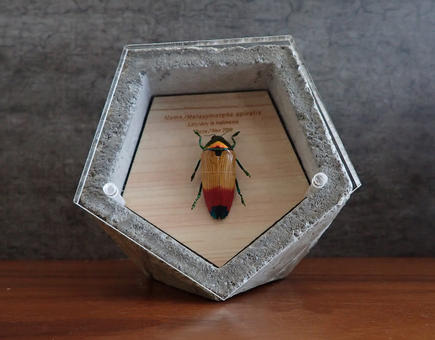 BUG STONE / Metaxymorpha apicalis - BUGS-DESIGN