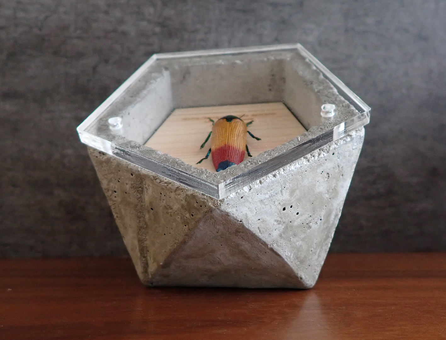 BUG STONE / Metaxymorpha apicalis - BUGS-DESIGN